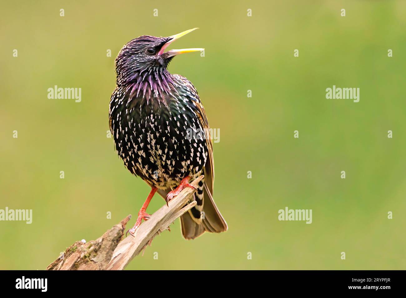 Starling in breeding plumage hi-res stock photography and images - Alamy