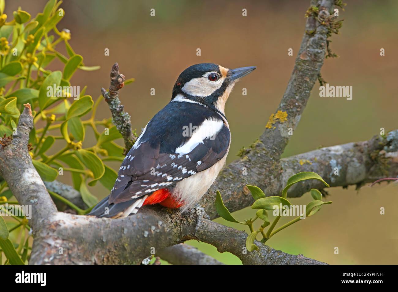Female mistletoe bird hi-res stock photography and images - Alamy