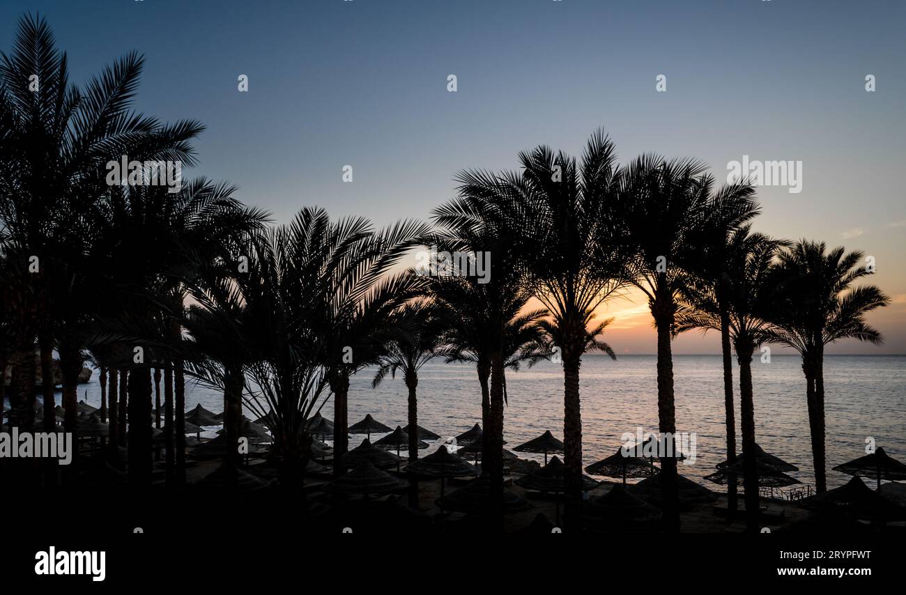 Evening sunset landscape on the background of the silhouette of palm ...