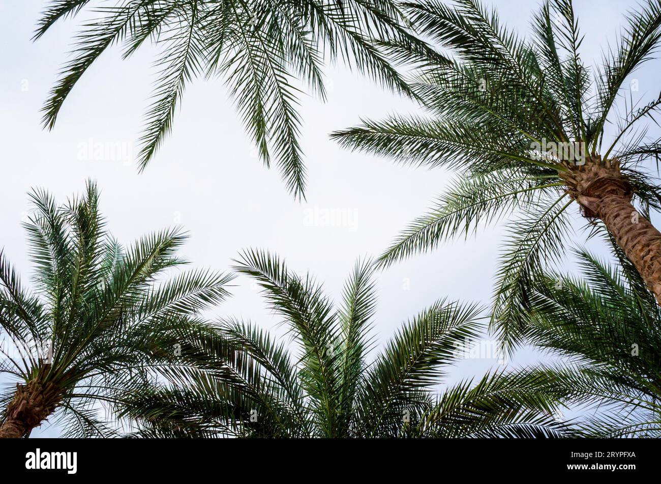 Branches tropics hi-res stock photography and images - Alamy