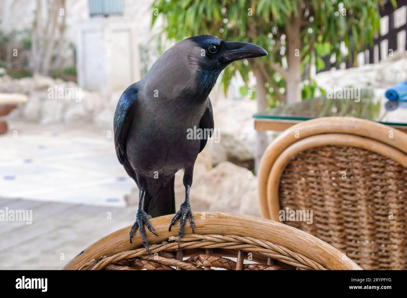 Bird sitting on chair hi-res stock photography and images - Alamy
