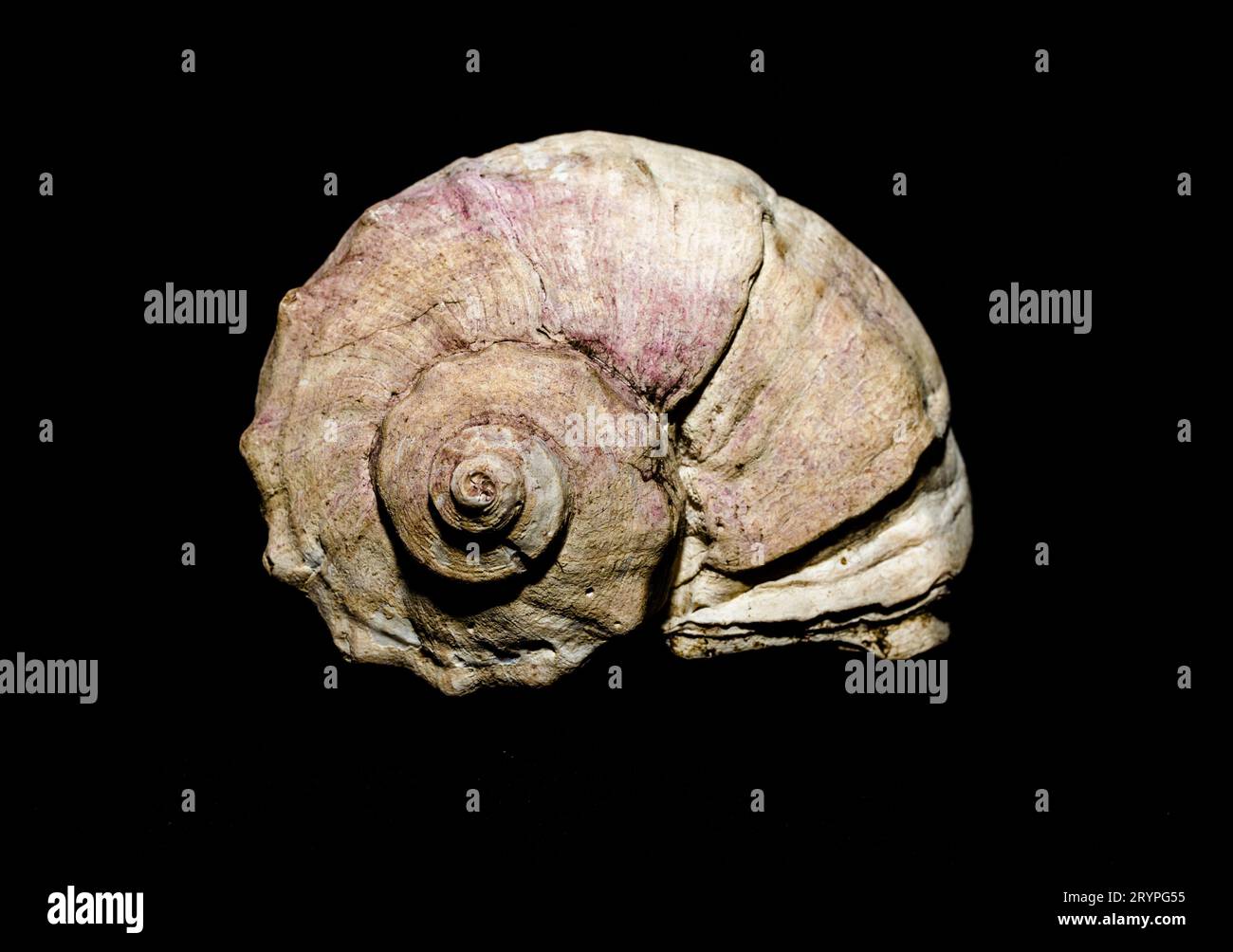 Oceanic shell entirely on a black background Stock Photo - Alamy