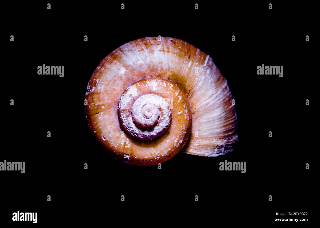 Oceanic shell entirely on a black background Stock Photo - Alamy