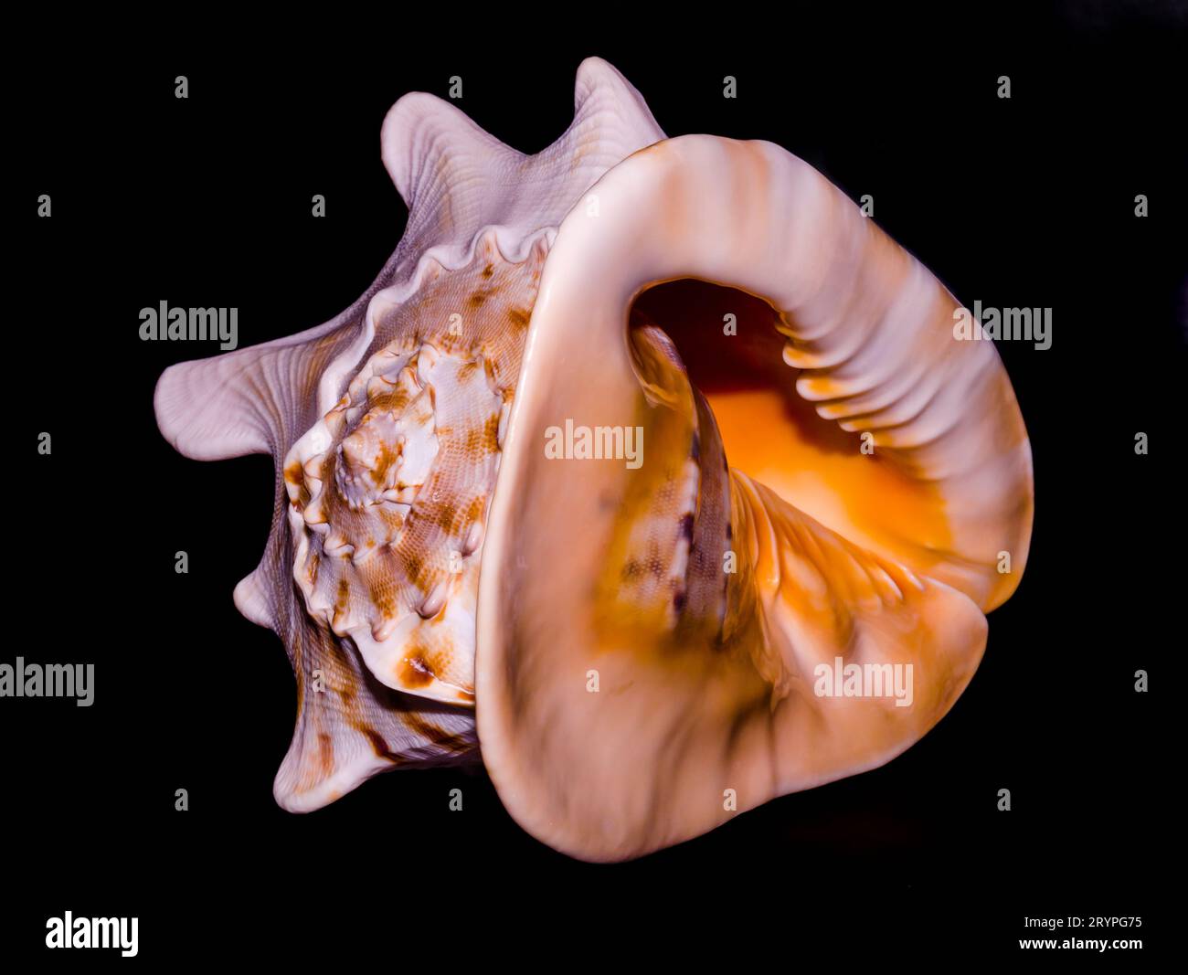 Large oceanic shell entirely on a black background Stock Photo - Alamy