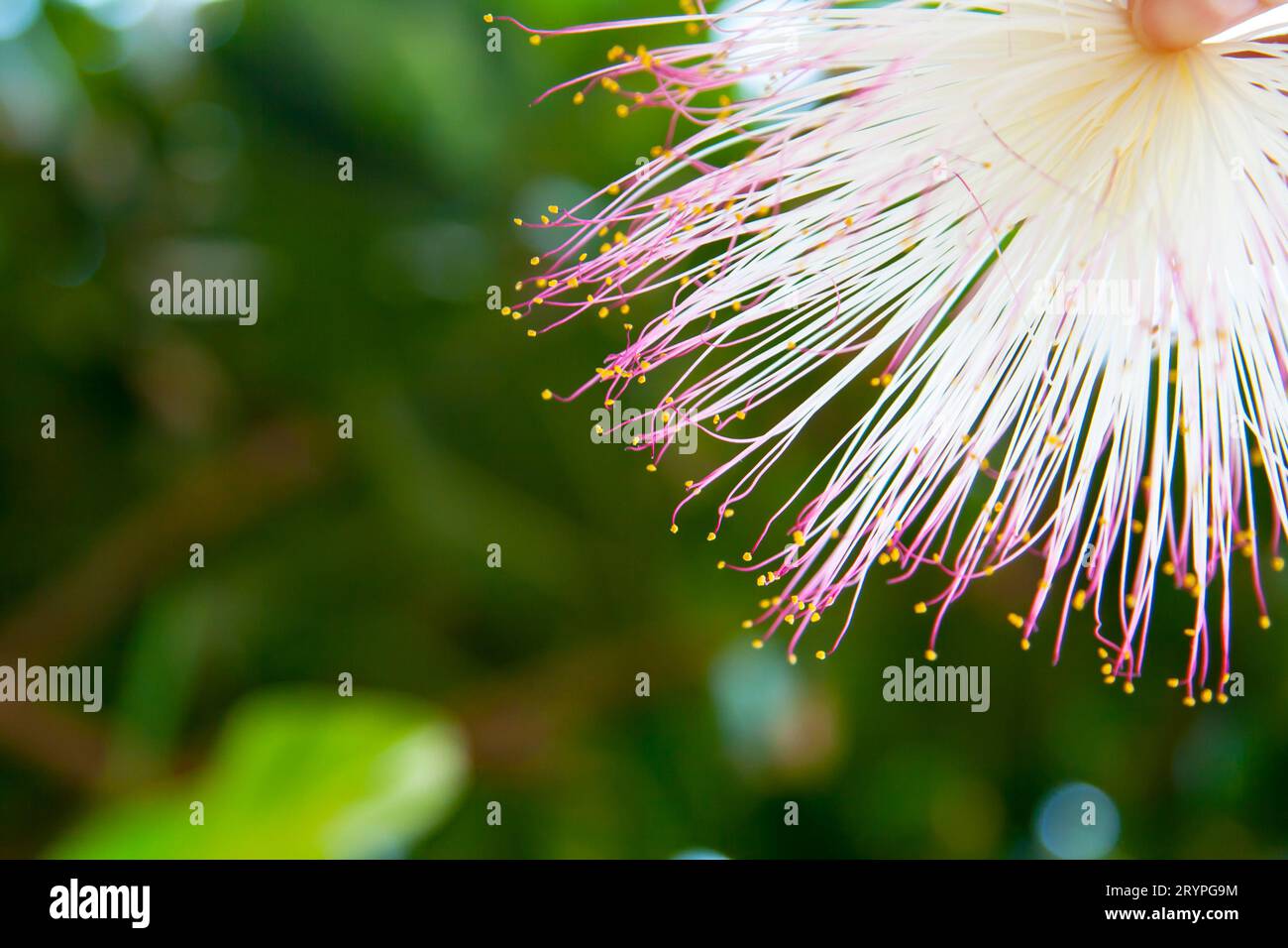 Tropical background with Barringtonia flower Stock Photo - Alamy
