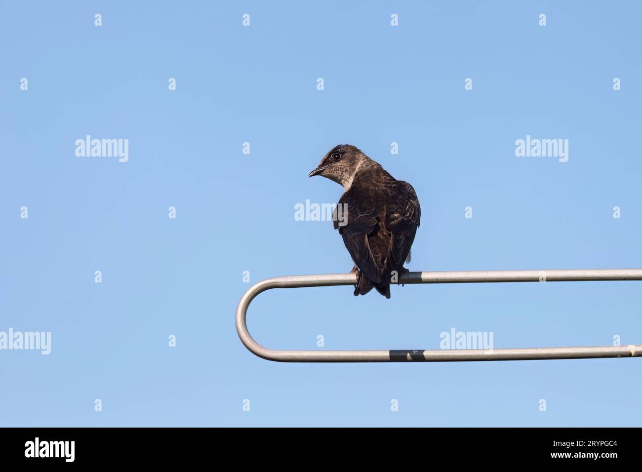 The purple martin (Progne subis Stock Photo - Alamy