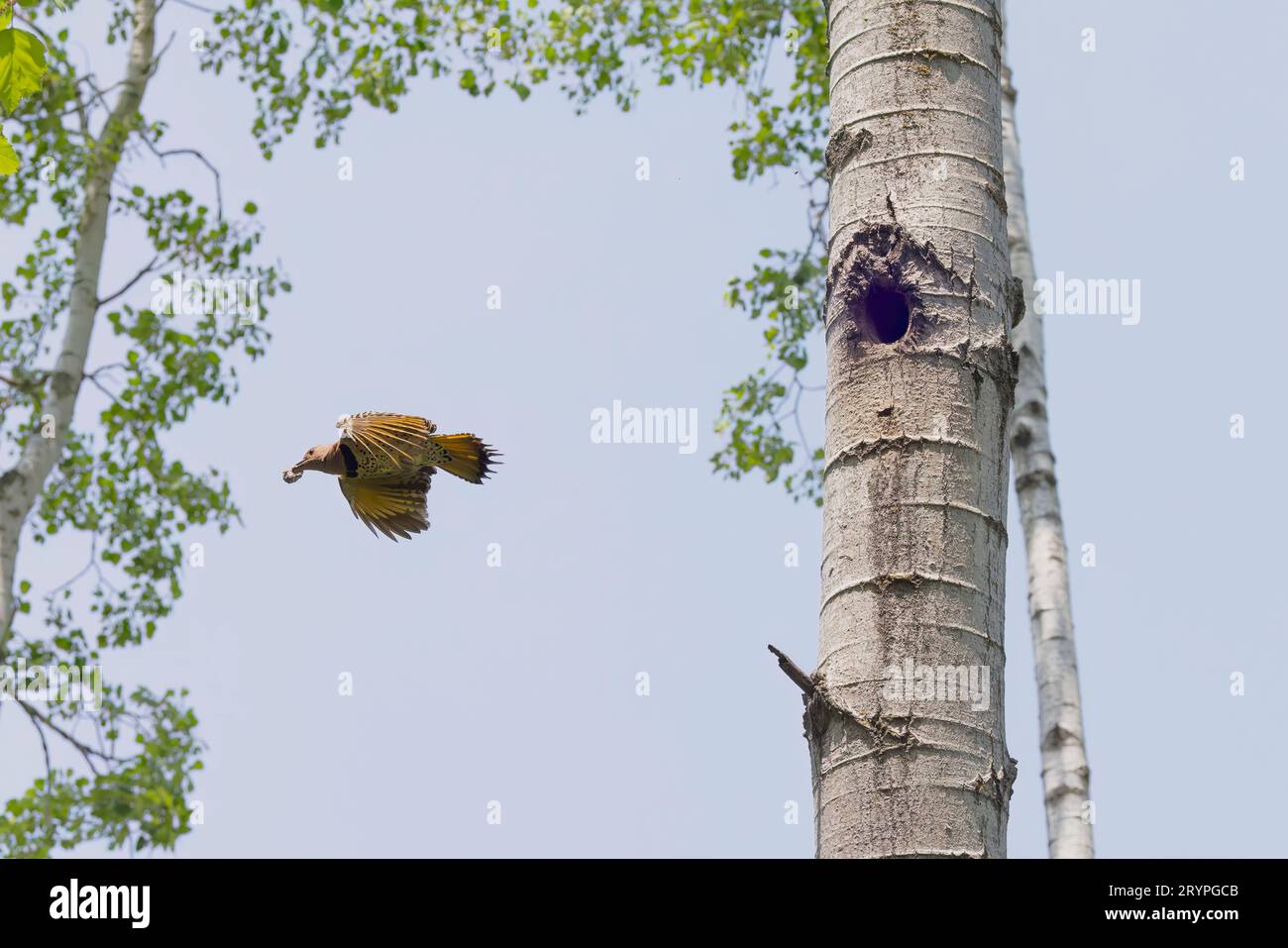 Northern flicker flight feather hi-res stock photography and images - Alamy