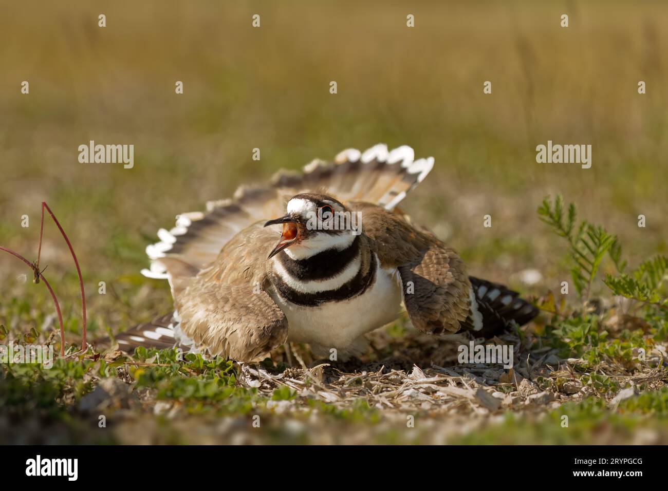 The killdeer (Charadrius vociferus Stock Photo - Alamy The killdeer (Charadrius vociferus Stock Photo - Alamy