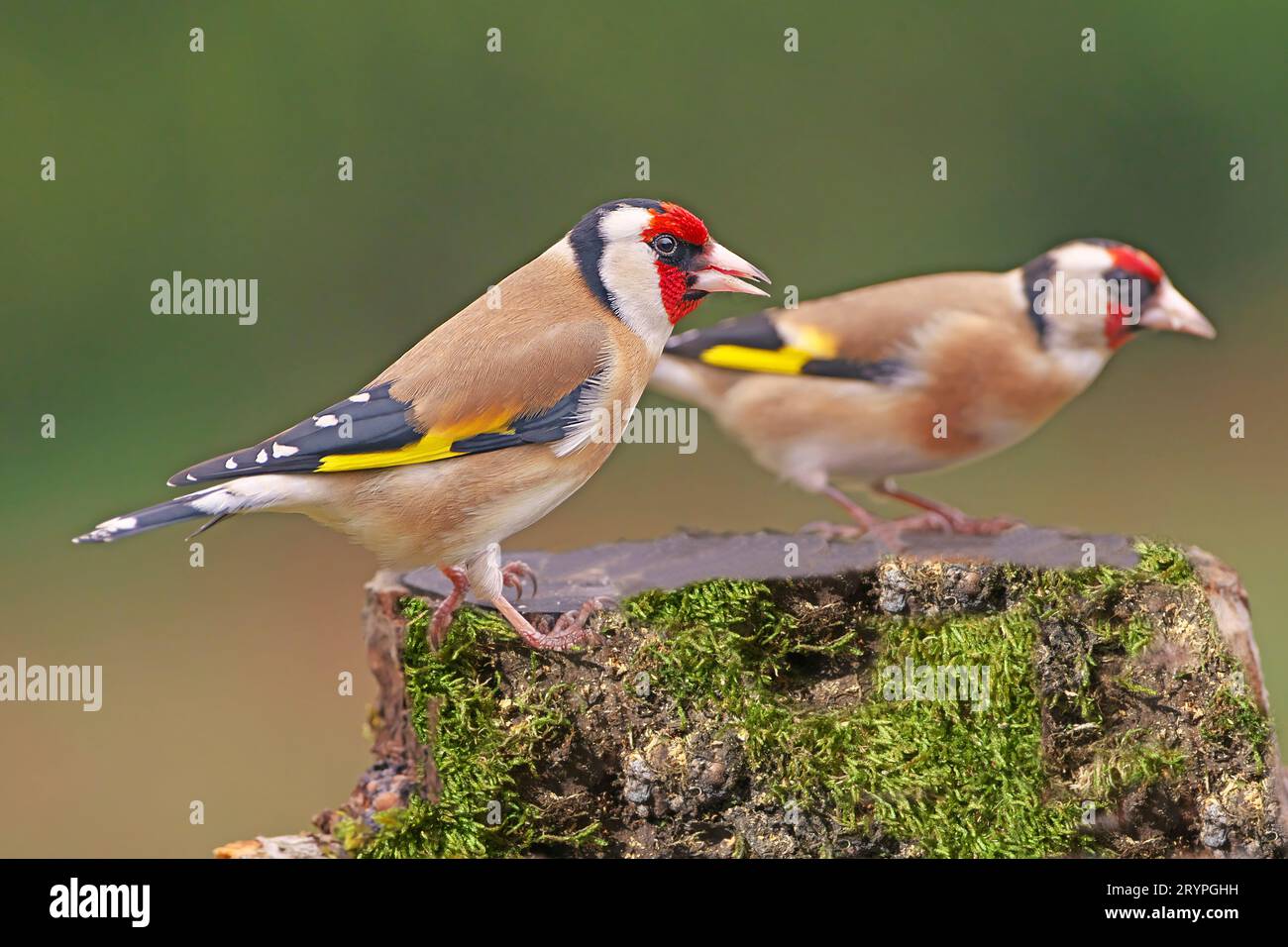 European Goldfinch (Carduelis carduelis). Two adults stadning on a tree ...