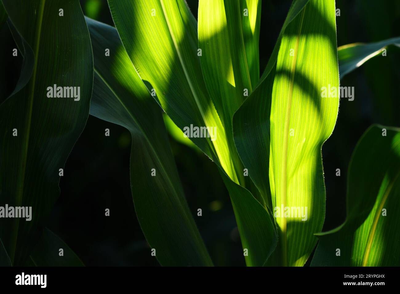 Translucent lush green corn leaves in cultivated field, agriculture and ...