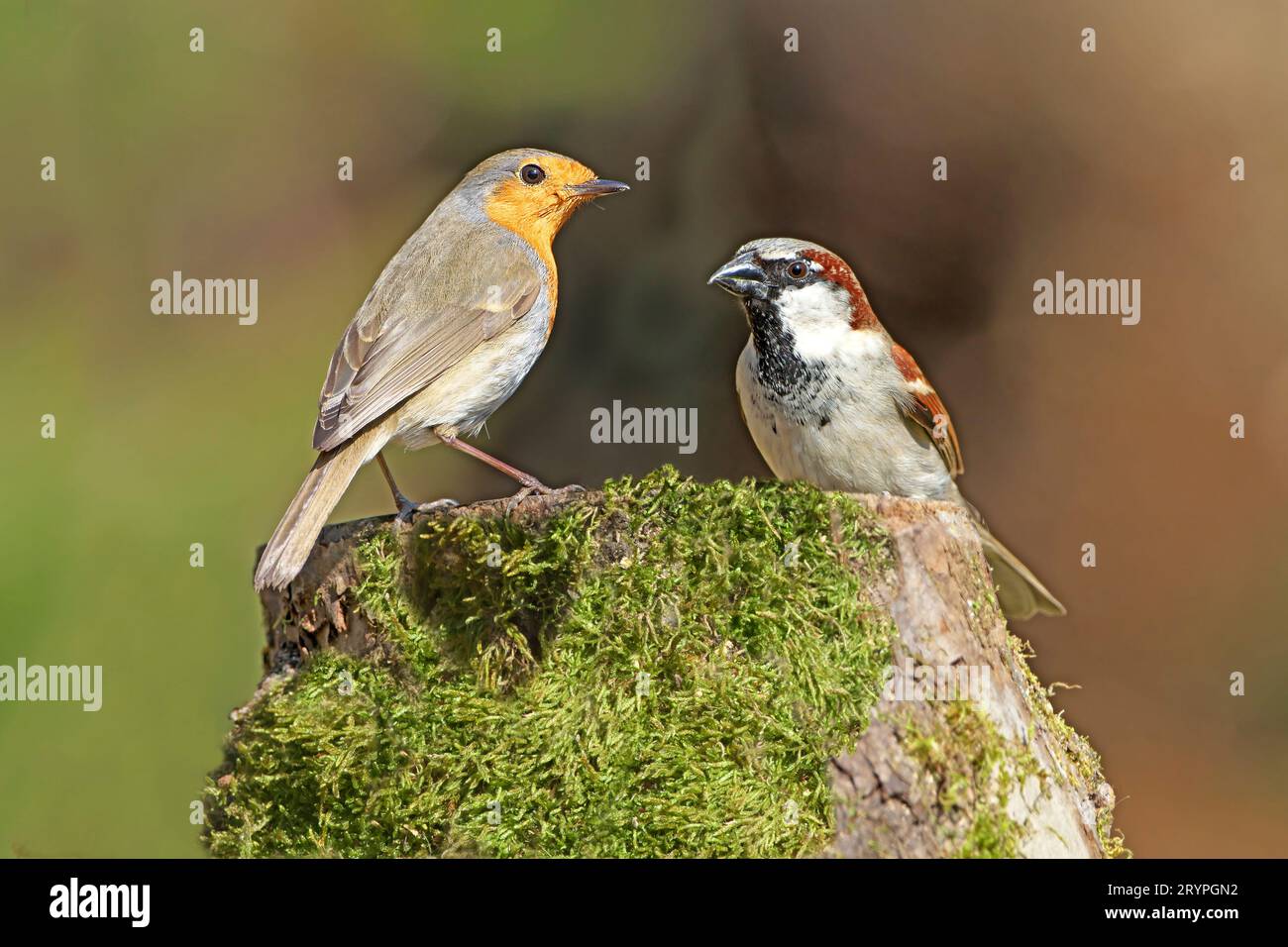 House sparrow (Passer domesticus). A male and Robin (Erithacus rubecula ...