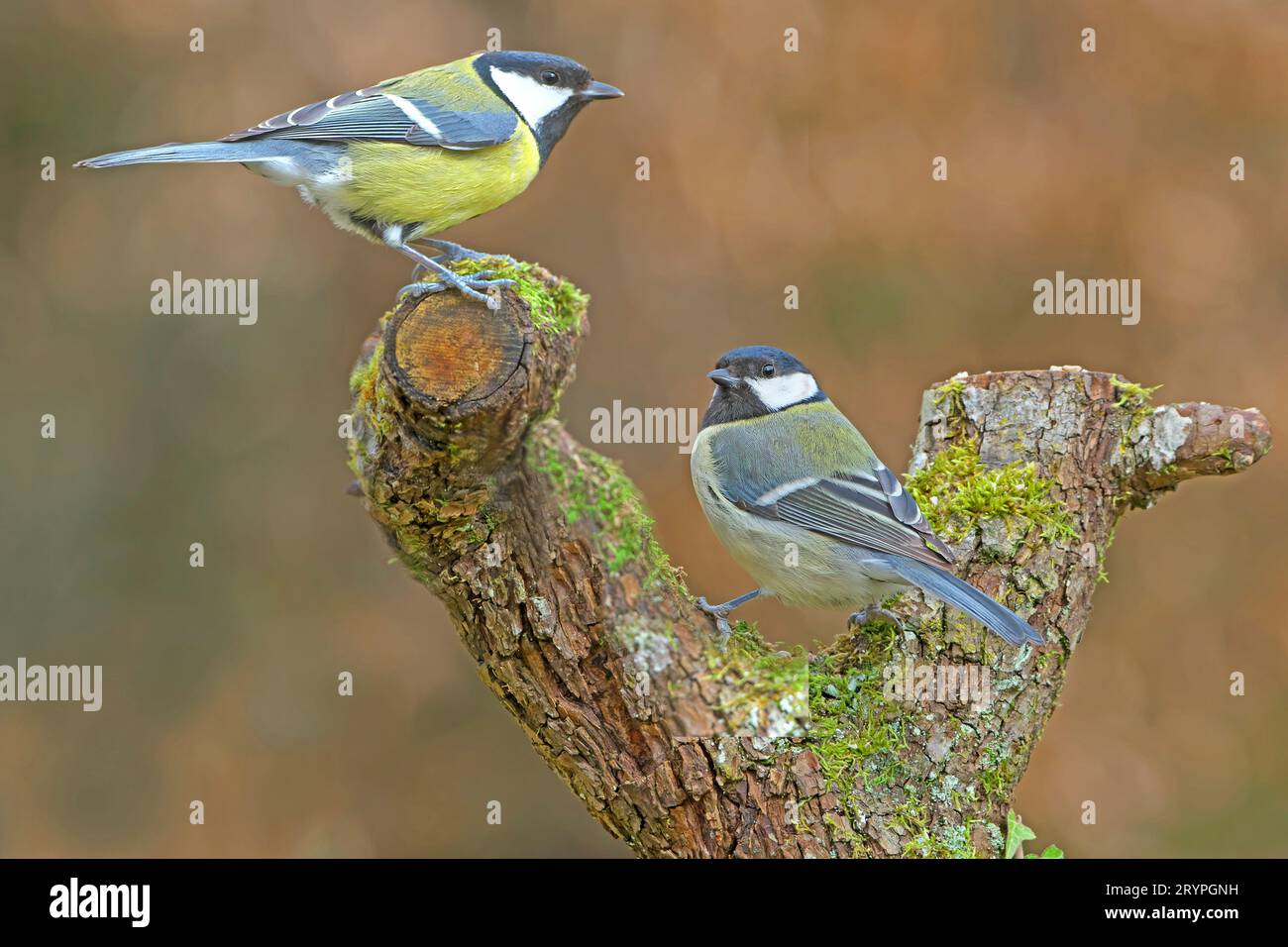 Great Tit (Parus major). Couple on a branch. The male (left) is more ...
