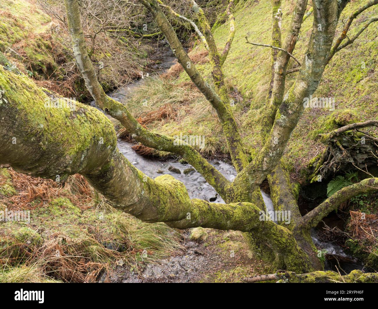 Ashes Hollow, one of the deep valleys cutting into The Long Mynd, an ...