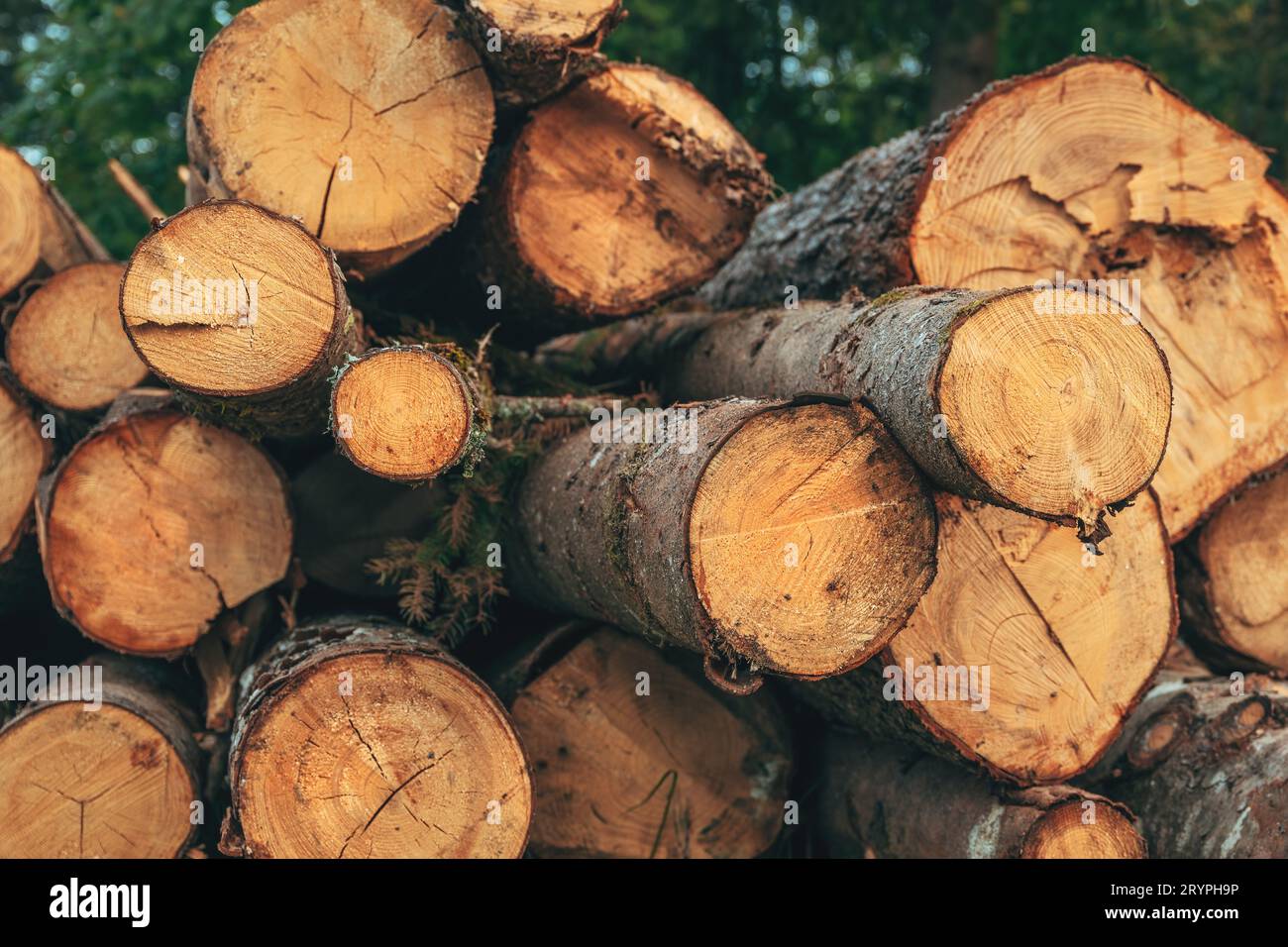 Lumber industry, cut down tree trunks stacked for transport Stock Photo ...