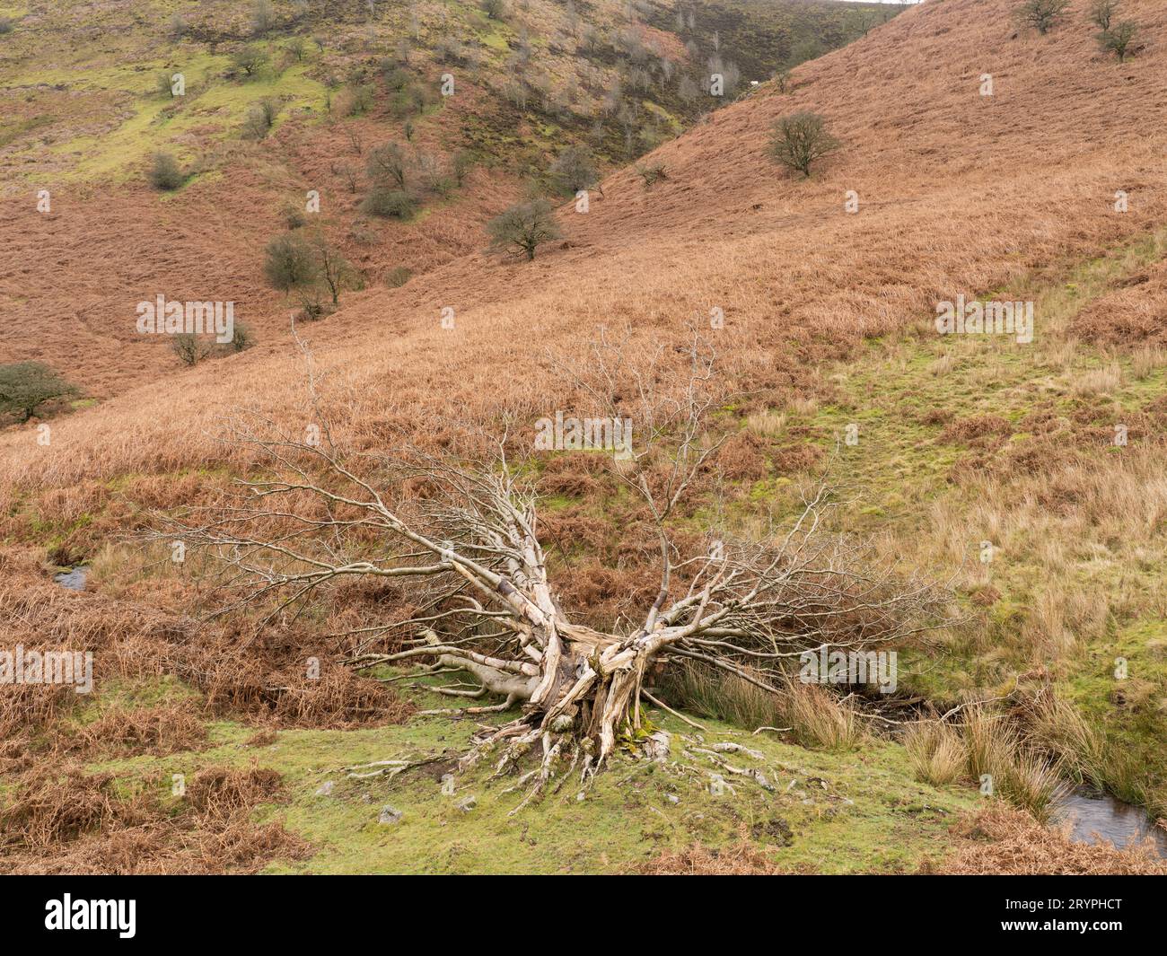 Ashes Hollow, one of the deep valleys cutting into The Long Mynd, an ...