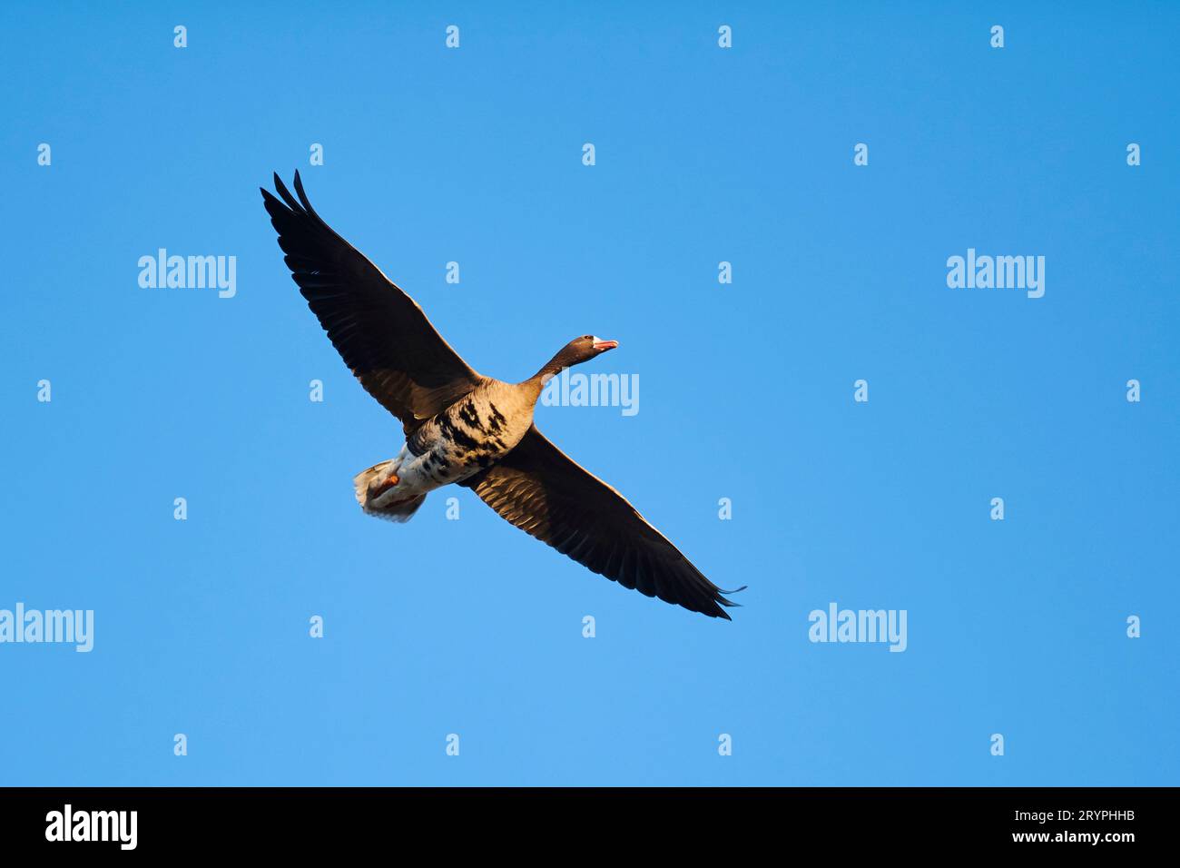 Eurasian White-fronted Goose (Anser albifrons) in flight. Germany Stock ...
