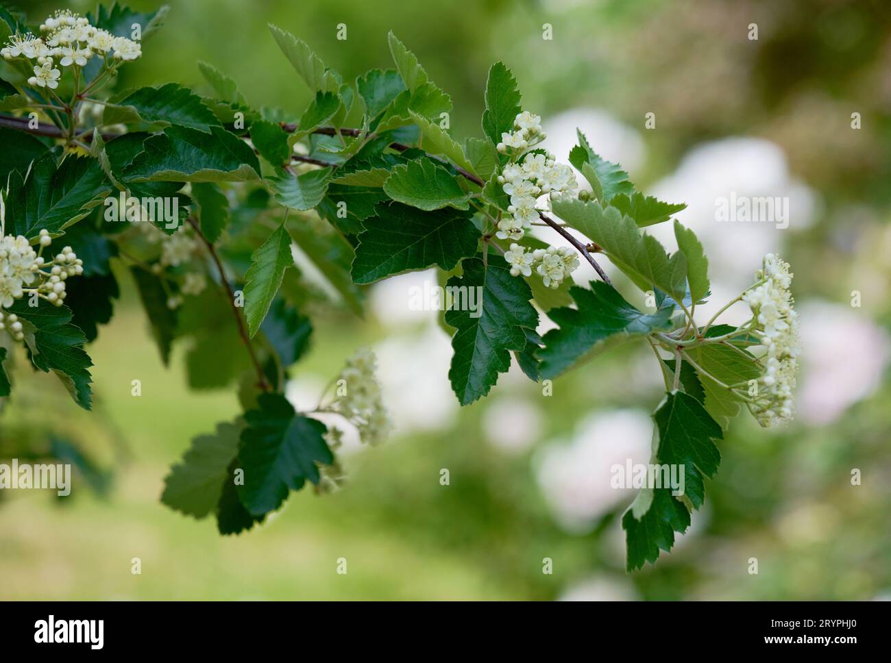 Rowan tree with white flowers and green leaves Stock Photo - Alamy