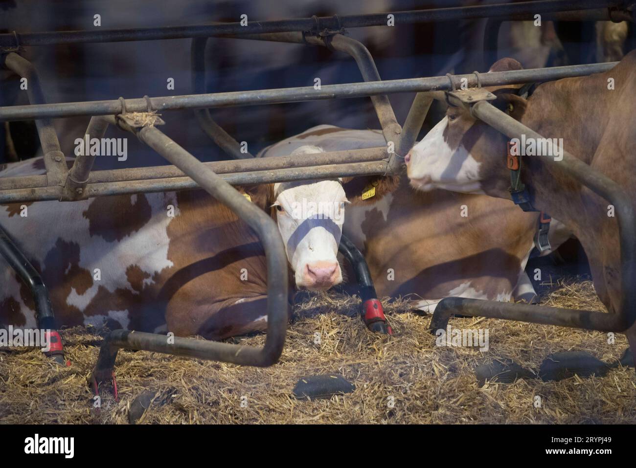 Cattle fattening barn hi-res stock photography and images - Alamy