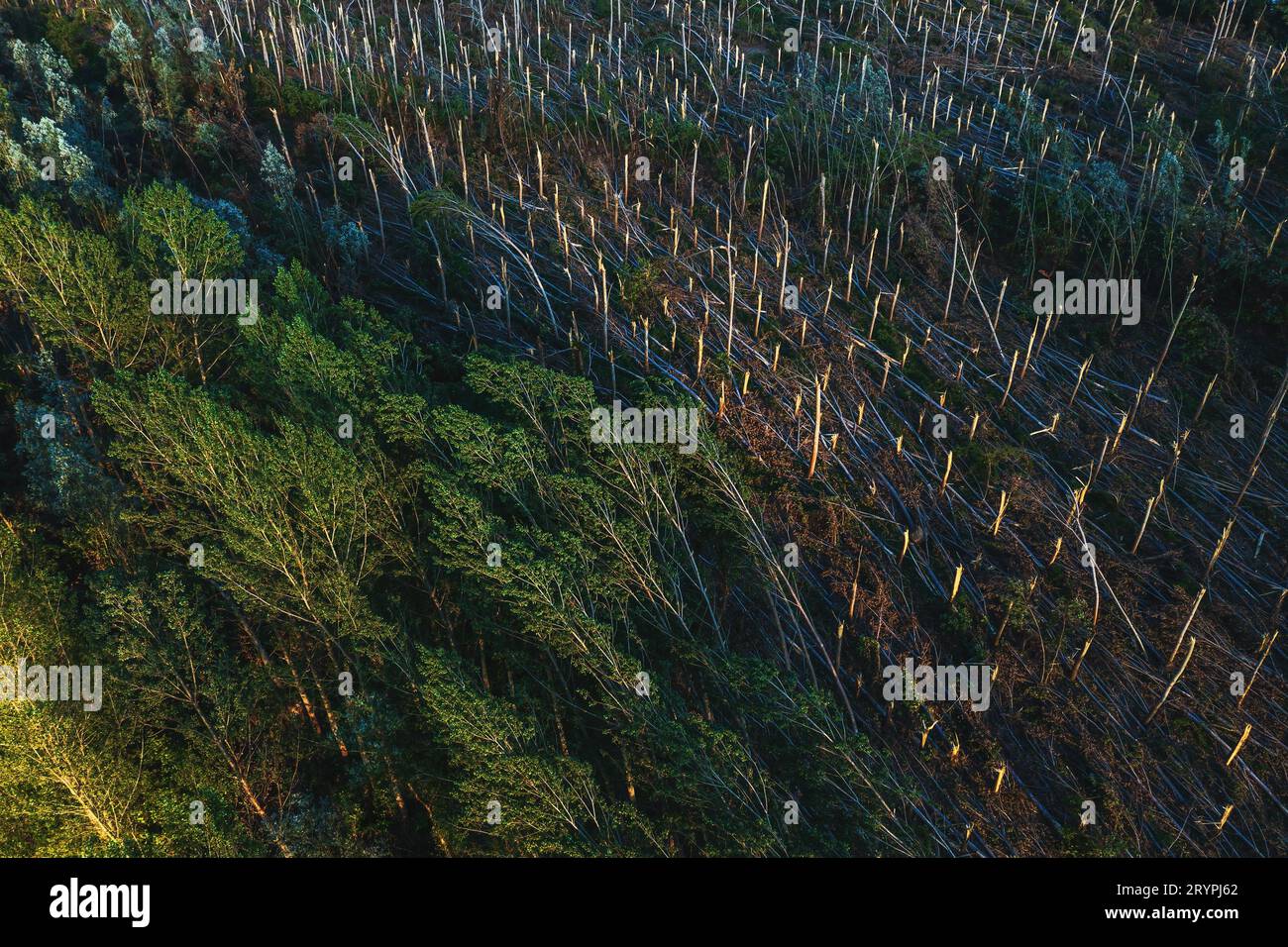 Aerial shot of devastated forest landscape after supercell storm in ...