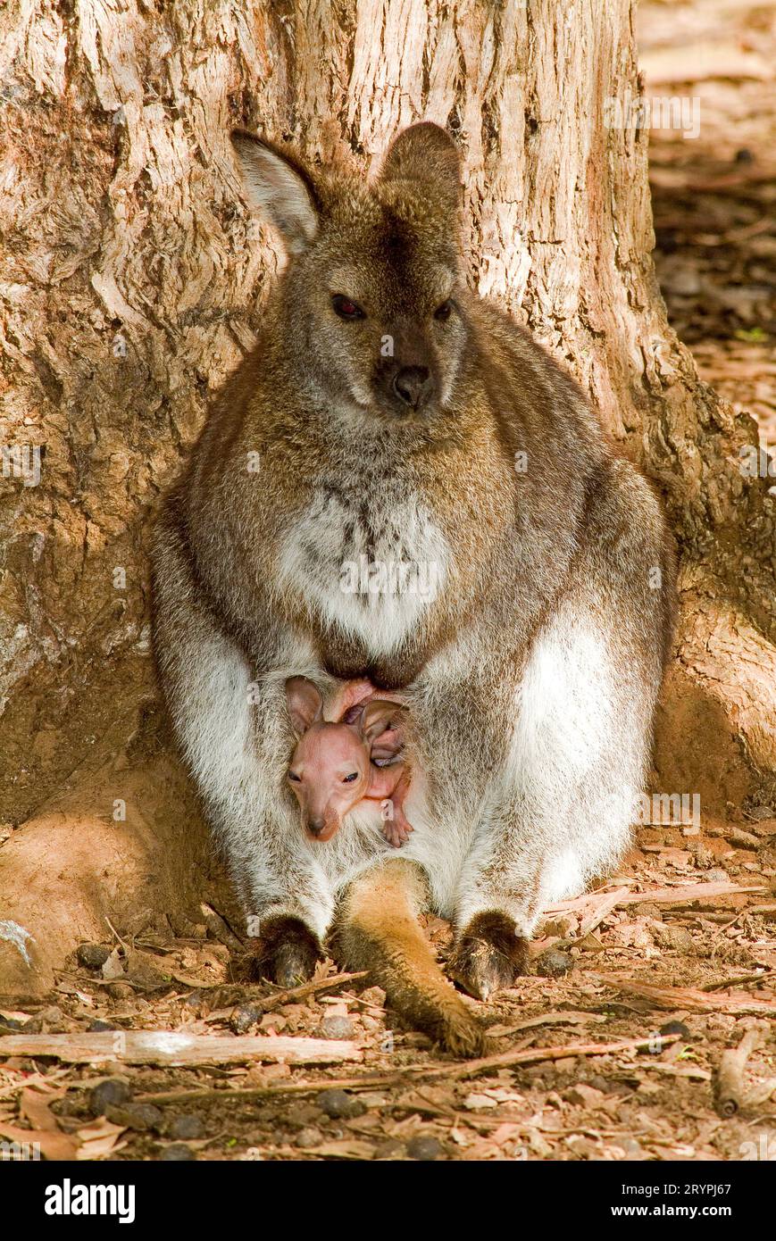 Bennett’s wallabies tasmania hi-res stock photography and images - Alamy