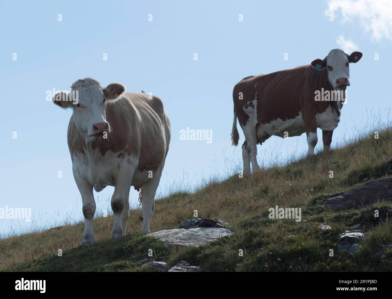 Cattle On The High Pasture, Dairy Farming In The Mountains Cattle On ...