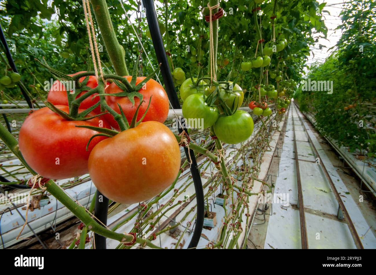 Hydroponically grown vine ripened tomatoes in an industrial scale glass ...