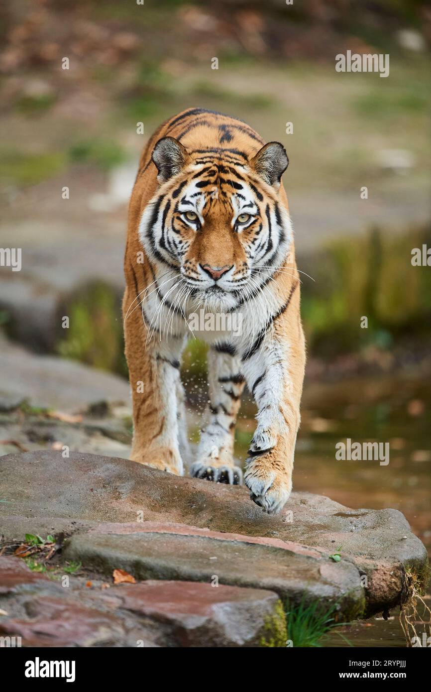 Siberian Tiger (Panthera tigris altaica) walking towards photographer ...