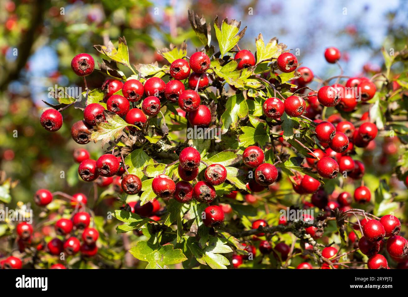 In autumn the berries of the Common Hawthorn ripen and their deep red ...