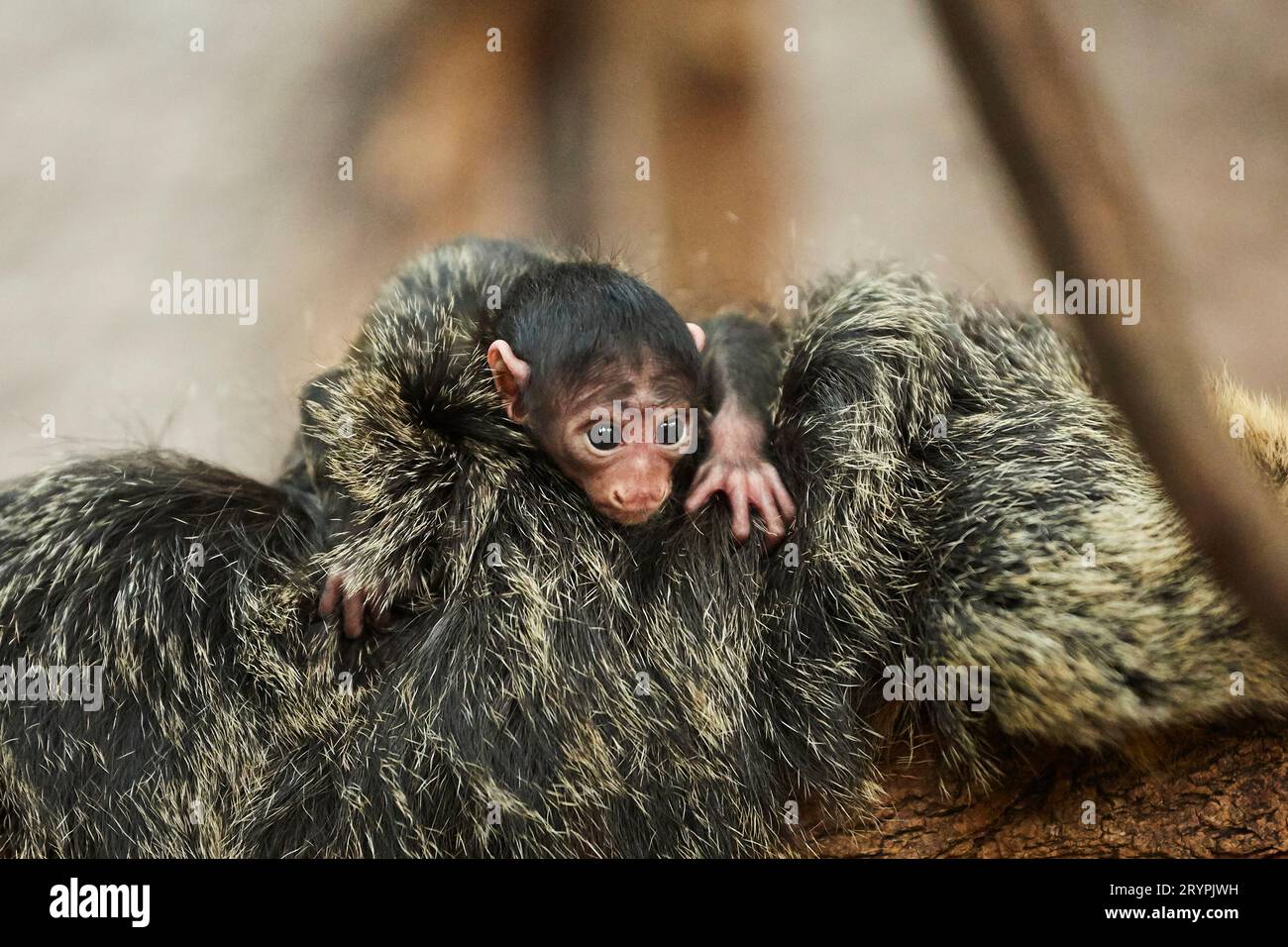 White-faced Saki (Pithecia pithecia). Baby clinging to its mother, zoo ...