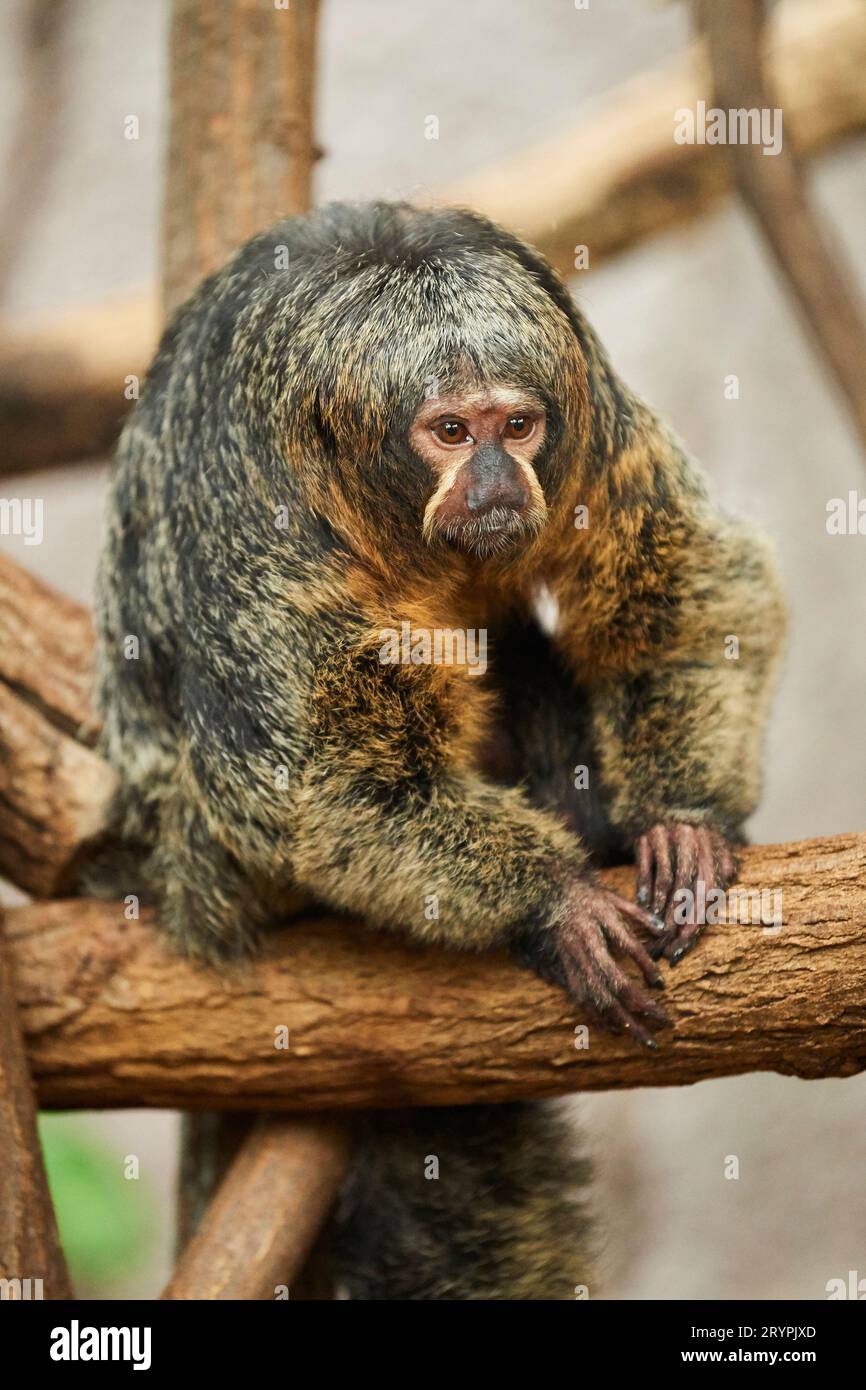 White-faced Saki (Pithecia pithecia). Female in a zoo. Germany Stock ...