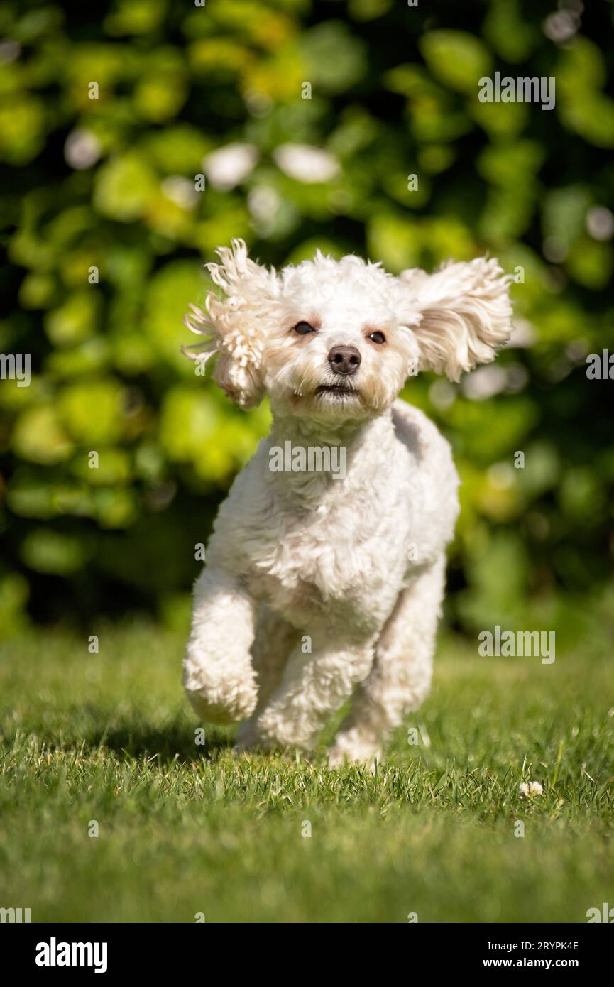 Miniature Poodle. Adult she-dog running on a lawn. Germany Stock Photo ...