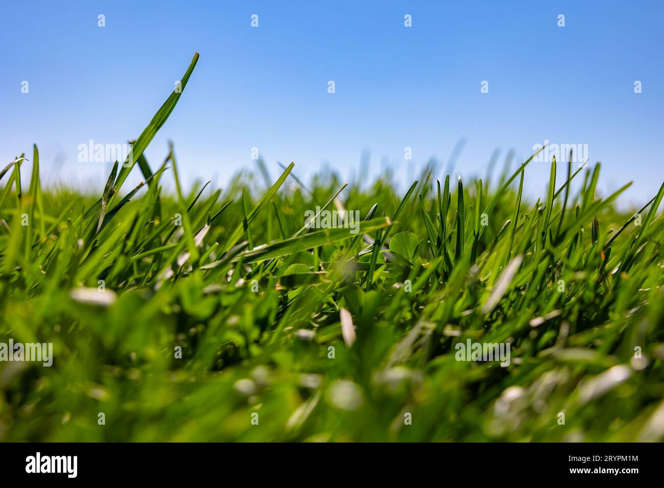 Fresh green grasses close up view with clear sky background. Carbon net ...