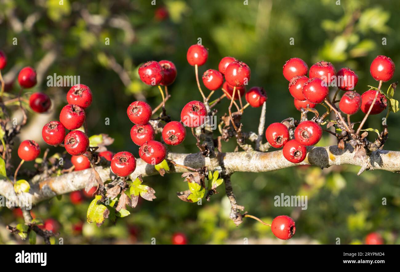 In autumn the berries of the Common Hawthorn ripen and their deep red ...
