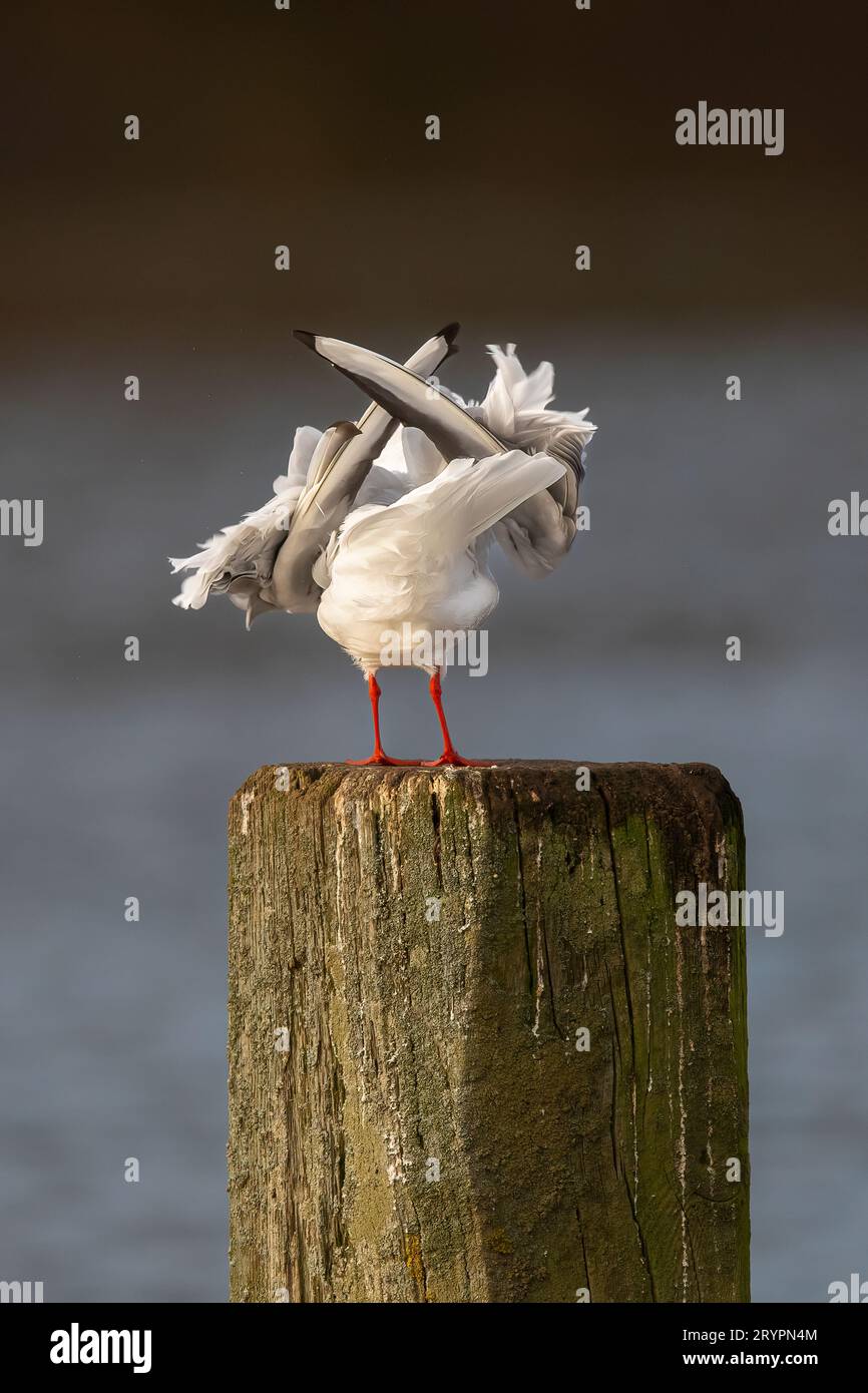A Black-headed Gull (Chroicocephalus ridibundus) standing a pole ...