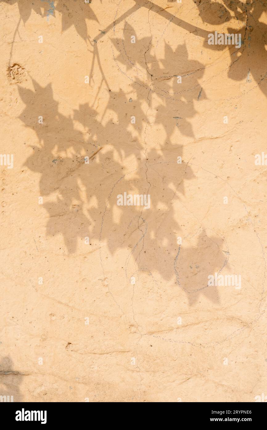The shadow of the tree leaves on the old beige wall Stock Photo - Alamy