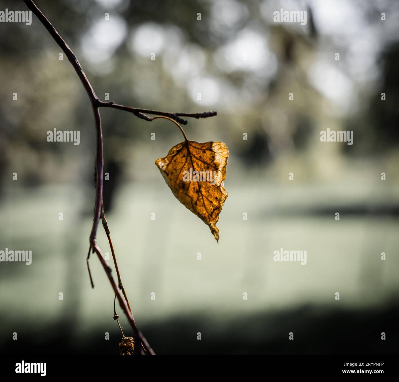 Dry leaf on branch hi-res stock photography and images - Alamy