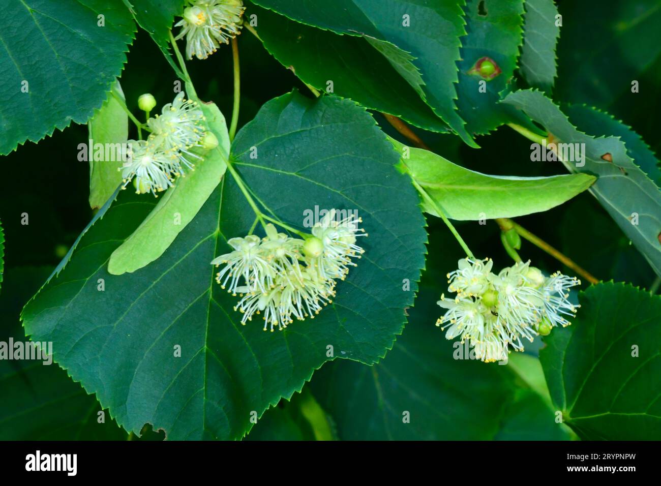 Little-leaved Lime (Tilia cordata), flowering branch in summer Stock ...