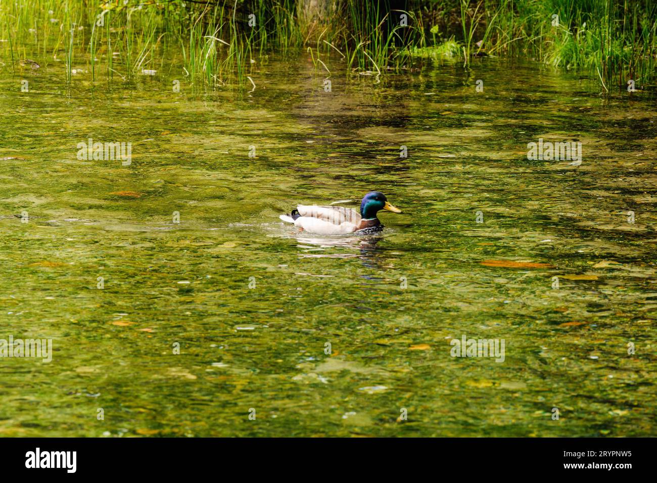 A pond featuring a duck drifting in the shallow water Stock Photo - Alamy