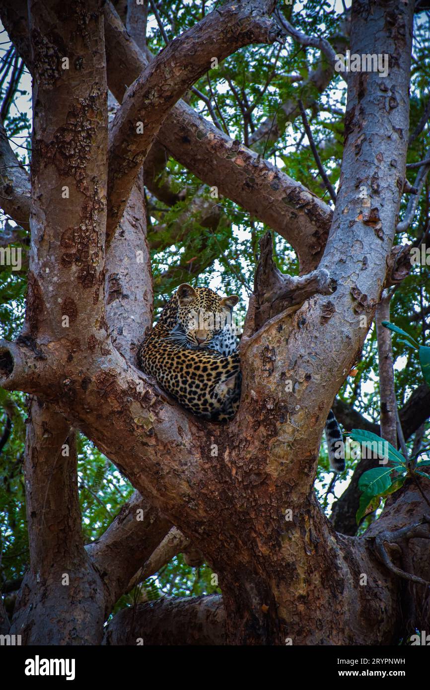 A majestic leopard perched atop a tree branch Stock Photo - Alamy