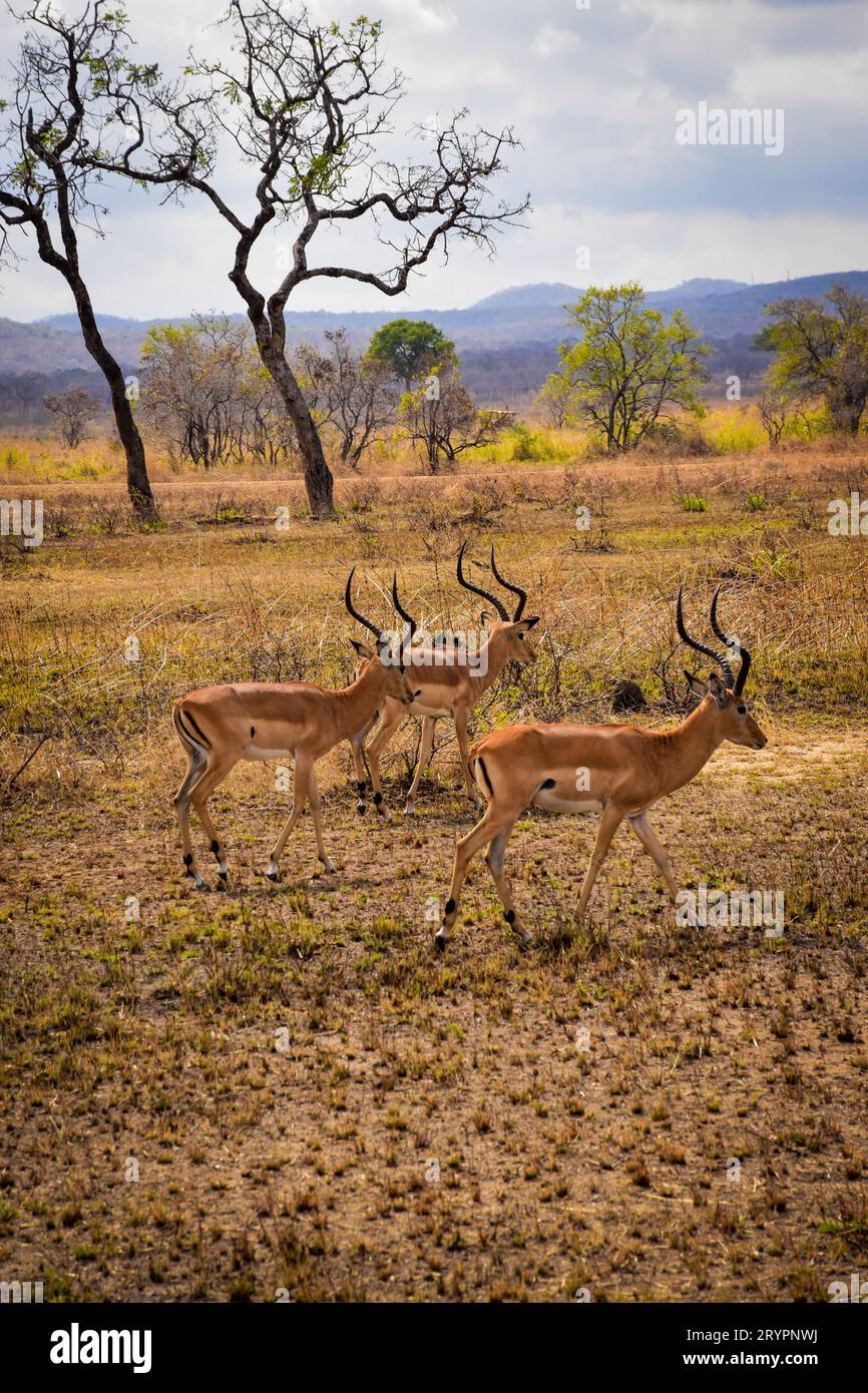 Three antelope peacefully grazing in a sunny, grassy field with trees ...