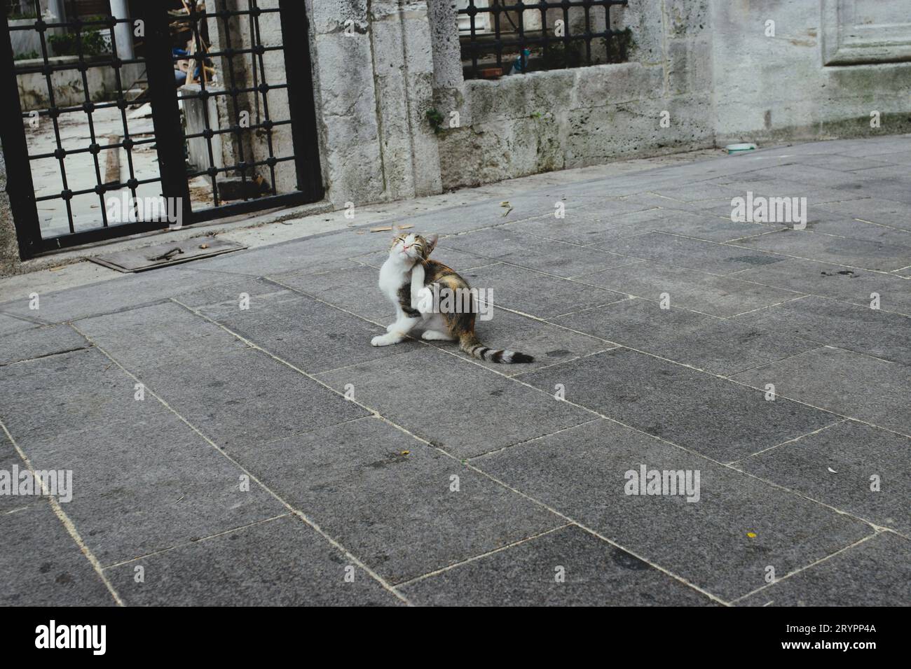 stray cat in istanbul Stock Photo - Alamy