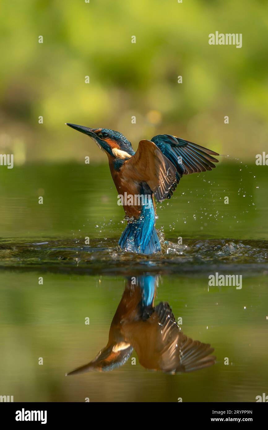 Common European Kingfisher (Alcedo atthis) hunting for food. Kingfisher ...