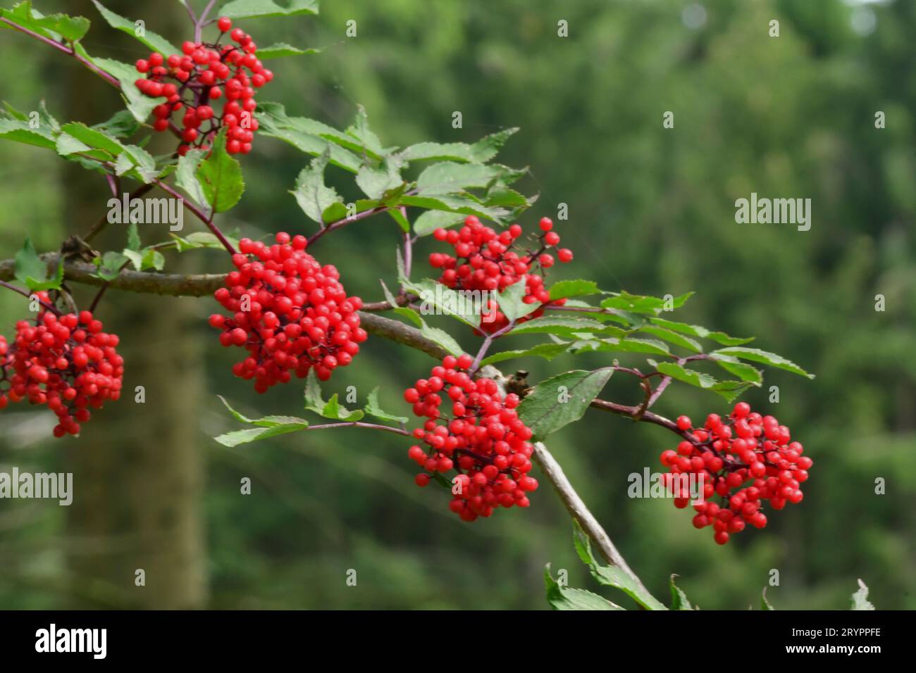 Red Elderberry (Sambucus racemosa). Twig with ripe fruit. Germany Stock ...