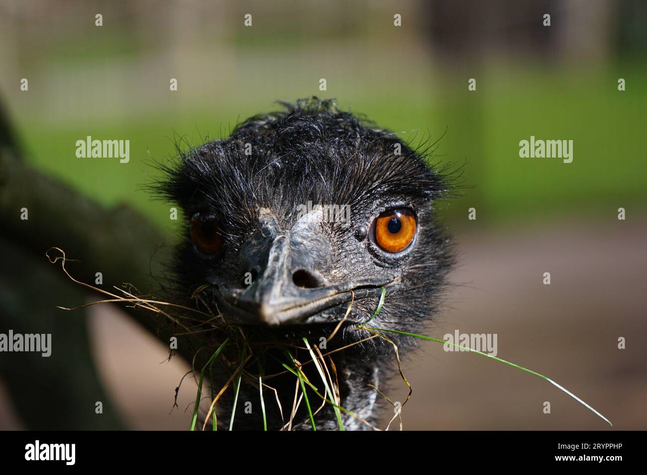 A close-up of an emu (Dromaius novaehollandiae) eating grass Stock ...