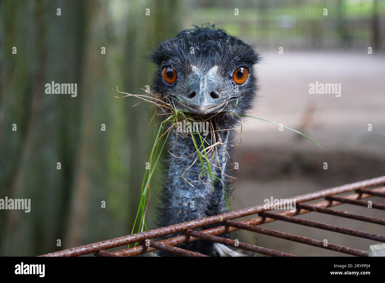 A close-up of an emu (Dromaius novaehollandiae) inside an enclosure ...