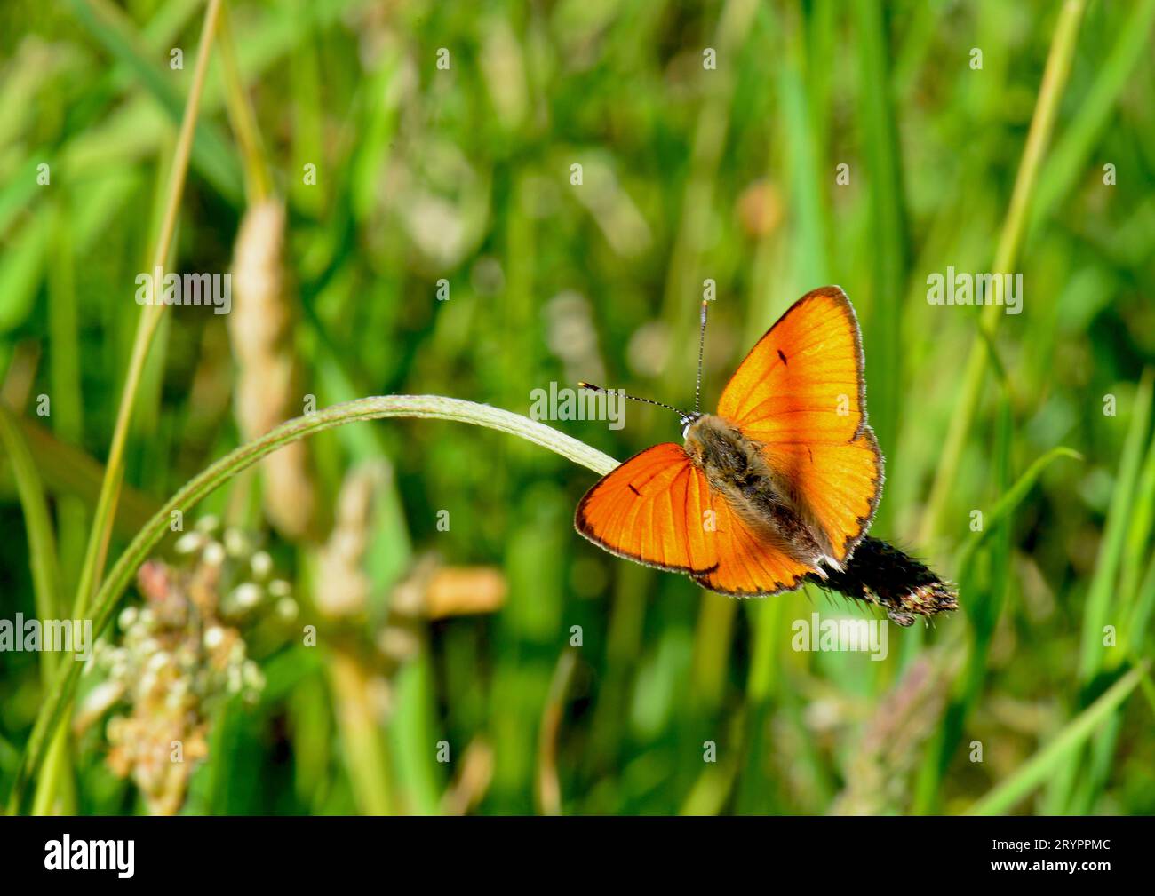 Large Copper Butterfly (Lycaena dispar) on a stalk of grass Stock Photo ...
