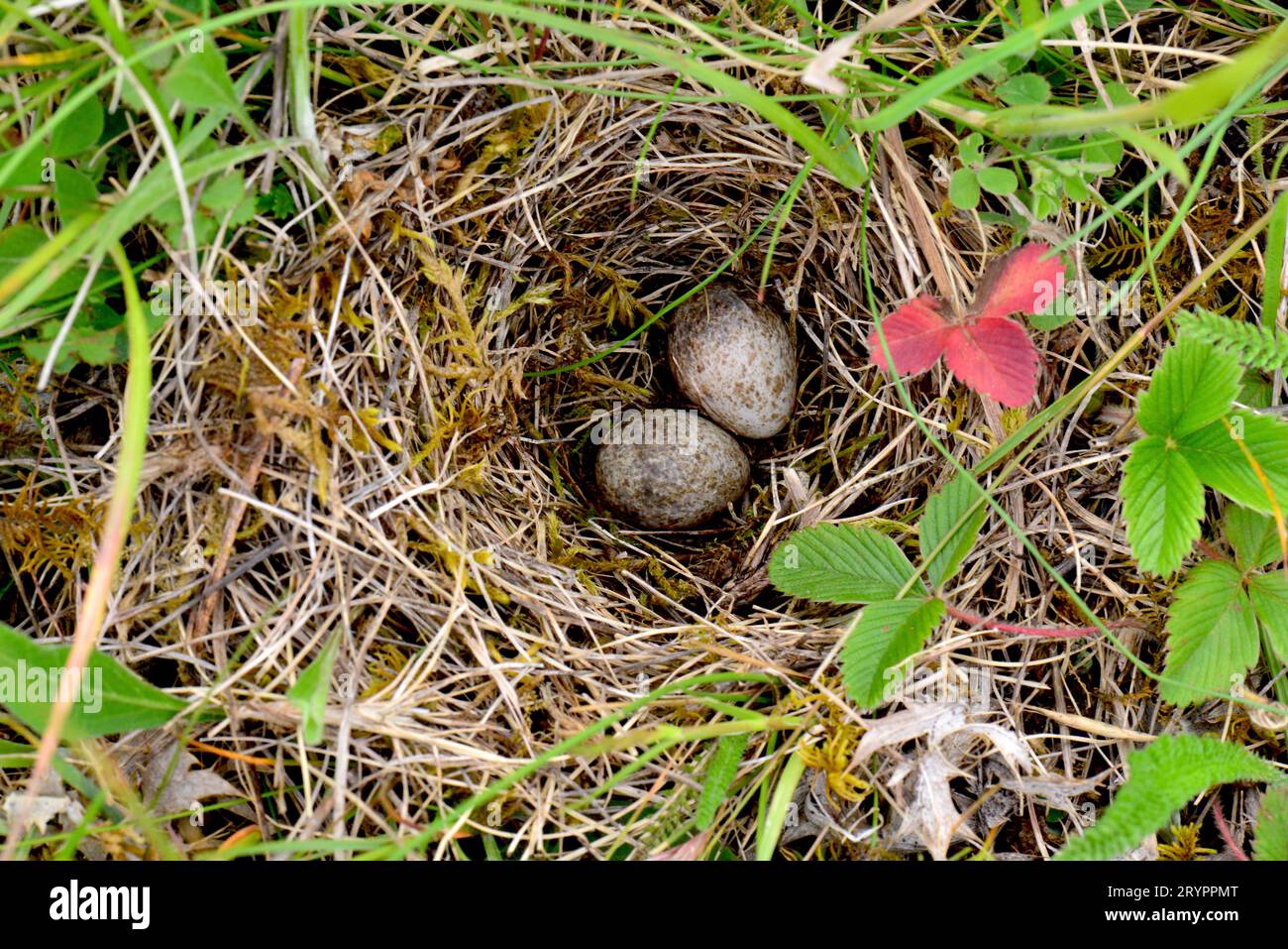 Skylark (Alauda arvensis). Two eggs in nest. Germany Stock Photo - Alamy