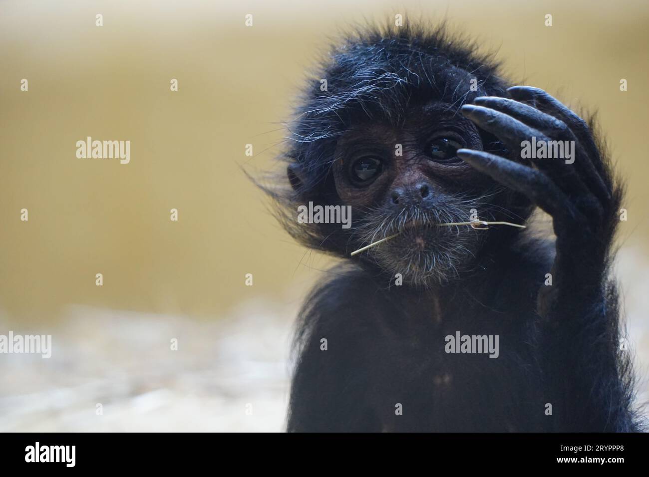Seated monkey hi-res stock photography and images - Alamy
