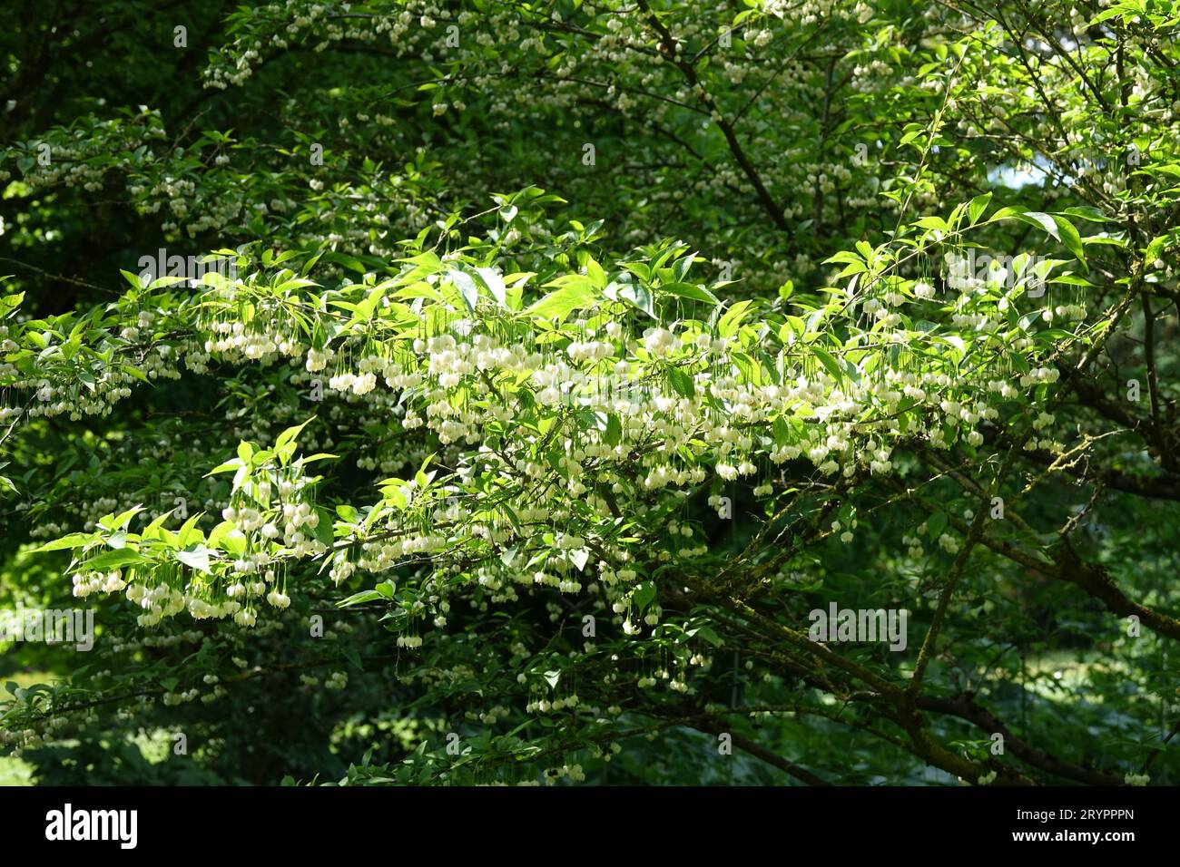 Styrax japonicus, Japanese snowbell Stock Photo - Alamy