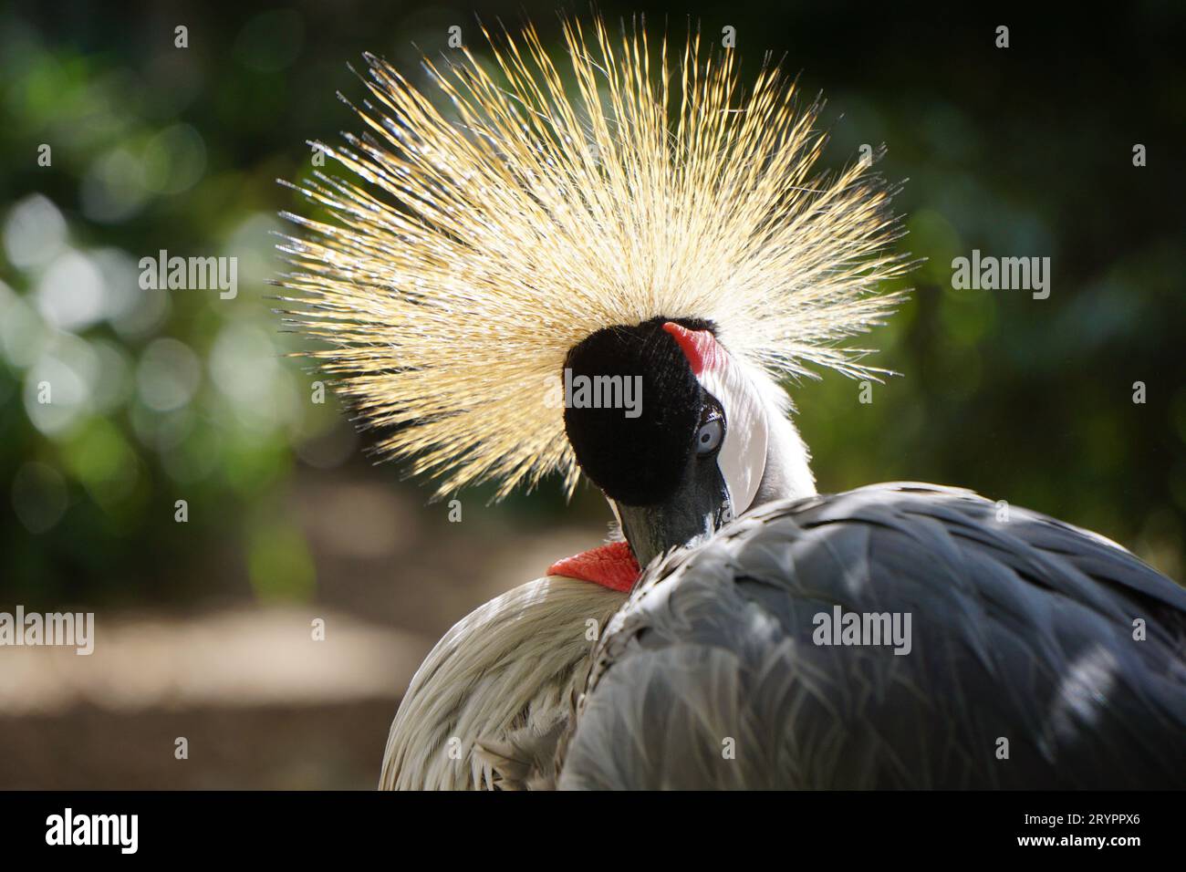 An eastern crowned crane (Balearica regulorum) with a long protruding ...